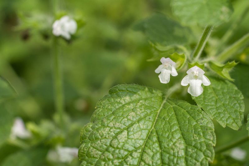 Lemon Balm Nootropics Expert Lemon Balm Nootropics Expert