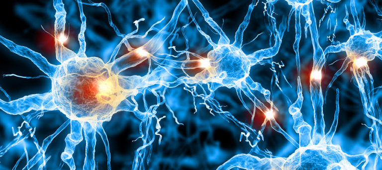 Pine Bark Extract - Nootropics Expert